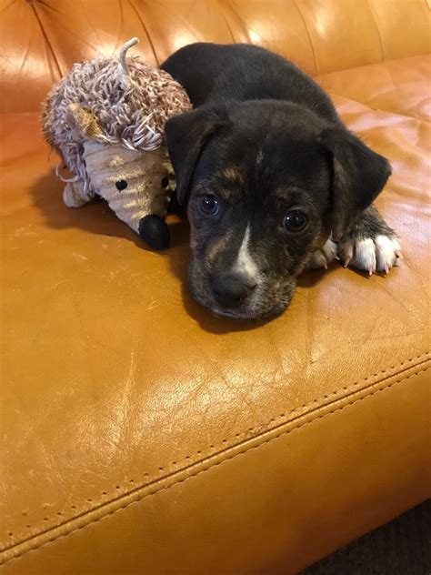 Meet Millie Scrolller