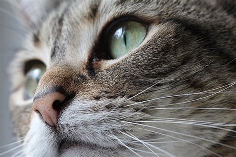 Nose And Sinus Cancer In Cats Symptoms Causes Diagnosis Treatment Recovery Management Cost