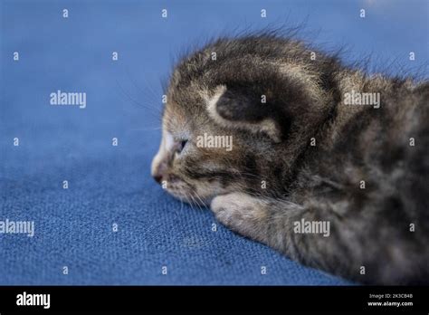 Newborn Dark Grey Tabby Low Ear Cat Back View Kitten Concept Half