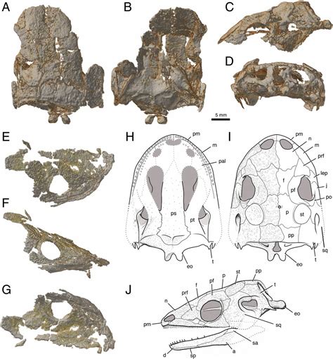 Proterogyrinus Fossil