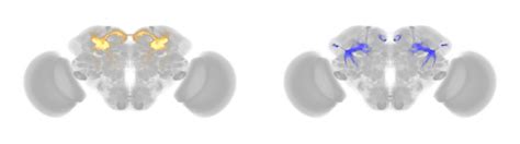 New Insights Into How Genes Control Courtship And Aggression Salk