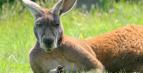 10 Unexpected Examples Of Animal Genitalia Listverse