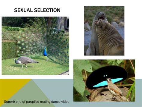 PPT More Selection PowerPoint Presentation Free Download ID 2122443