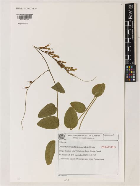 Desmodium Craspediferum Amgazevedo And Foliveira Plants Of The