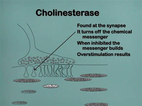 Ppt The Biology And Physiology Of Cholinesterase Running A Cholinesterase Program Powerpoint