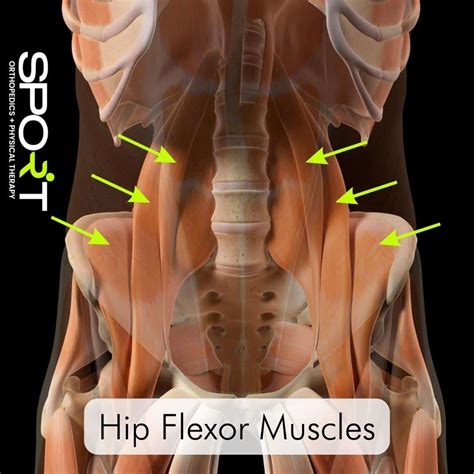 Hip Flexor Strain Treatment In Dallas Tx Sport Orthopedics