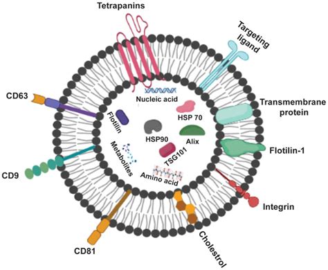 Possibility Of Exosome Based Coronavirus Disease 2019 Vaccine Pmc