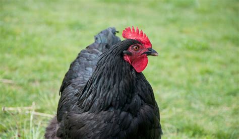 Orpington Chicken Breed Profile Farmhouse Guide