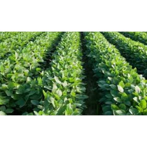 INCITEC PIVOT FERTILISERS CK KG From Tom Grady Rural Merchandise