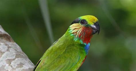 Variety Of Life Loriinae