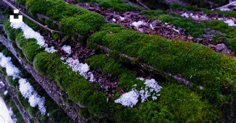 눈 속의 나무 울타리에서 자라는 이끼 사진 Unsplash의 무료 땅 이미지