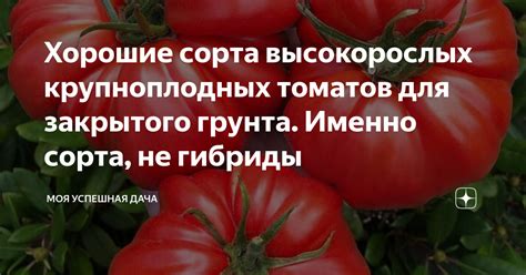 Хорошие сорта высокорослых крупноплодных томатов для закрытого грунта Именно сорта не гибриды