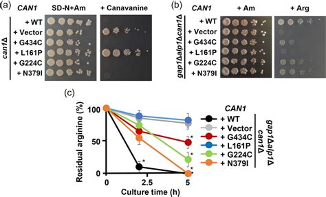 Arginine Transporter Activity Of Identified Can1 Variants A Growth