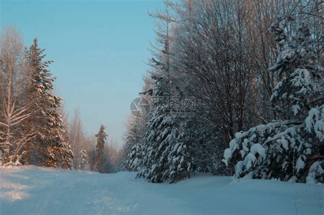 寒冷的狂风雪覆盖了俄罗斯森林高清图片下载 正版图片504987756 摄图网