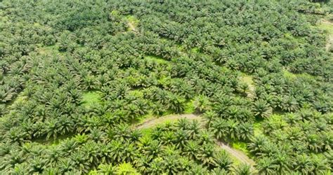 Oil Palm Plantations Borneo Malaysia Stock Video Video Of Agribusiness Estate 344293165
