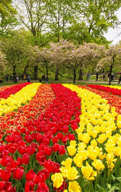Pin De Atia Ezak Em Beautiful Flowers Wallpapers Belos Jardins