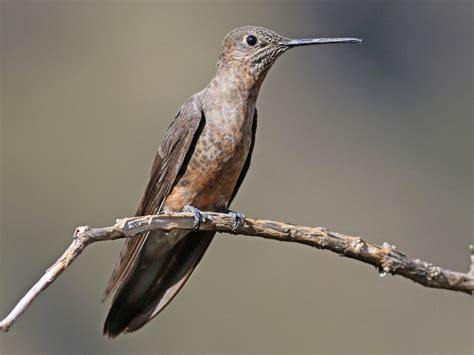 Hummingbirds Of The World Anthony Lujan