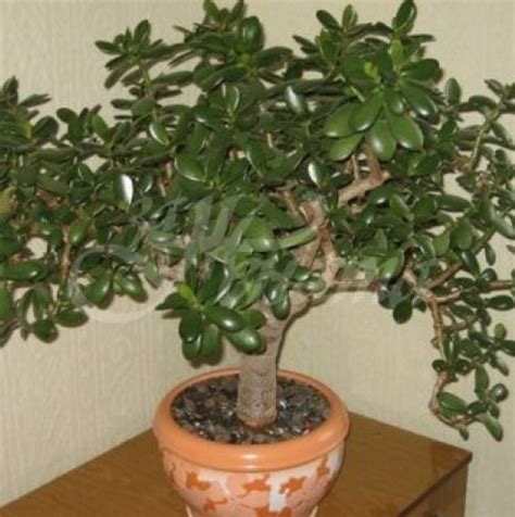 Това расте ли и при вас Знаете ли какво поливате и отглеждате За Жената