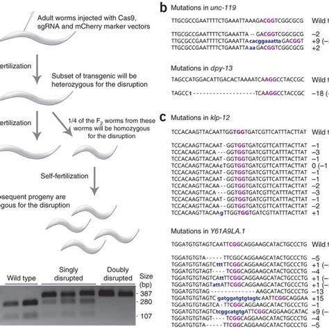 Pdf Heritable Genome Editing In C Elegans Via A Crispr Cas9 System