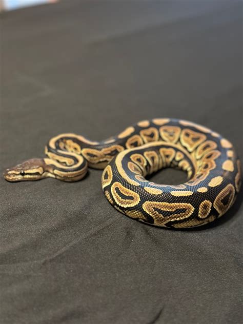 Cinnamon Het Genetic Stripe Het Clown Ball Python By City Limit Exotics