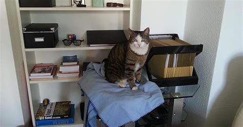 Lost My Cat And Long Time Friend Named Leo Today Never Posted Anything