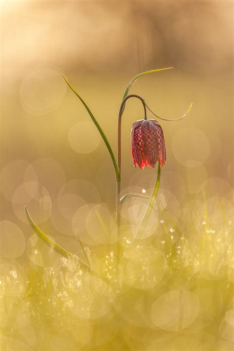 40 Beautiful Bokeh Images That Capture Your Imagination 500px