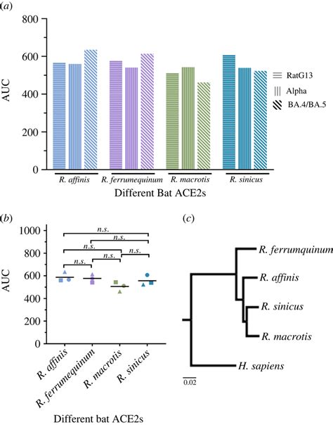 binding dynamic similarities between ace2 from different bat species