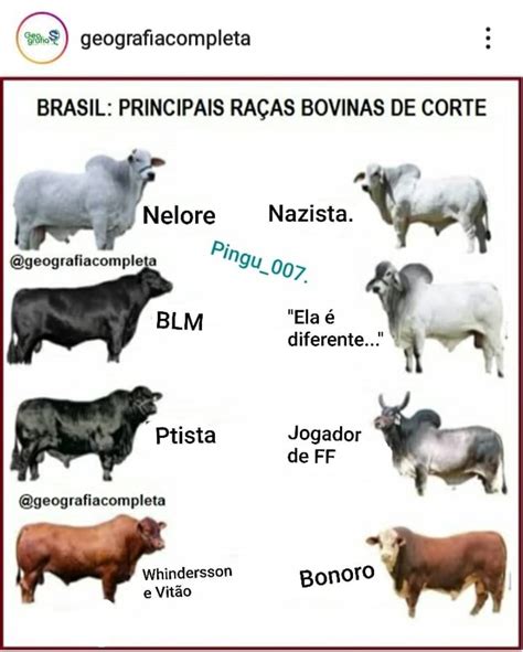 Geografiacompleta Brasil Principais RaÇas Bovinas De Corte Nazista