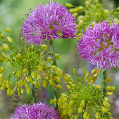 Get Allium Giganteum Spring Flowering Bulbs In Mi At English Gardens