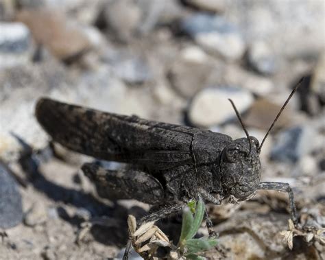 Grasshopper Collection — Barbi Hofer Photography