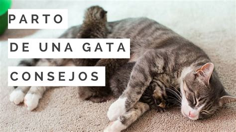 Parto De Una Gata Signos Y Consejos Mascoteando EC YouTube
