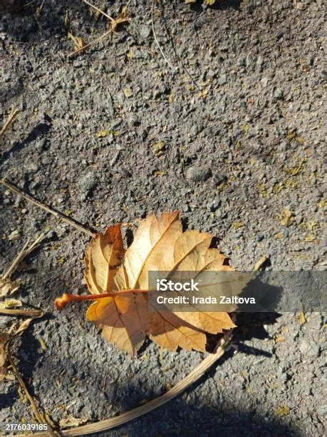 노랗고 마른 잎이 아스팔트 위에 놓여 있습니다 컴퓨터 노트북 화면의 배경 화면입니다 배경 텍스트를 위한 공간 가 배경입니다 단풍 엽서 달력의 배경입니다 0명에 대한 스톡