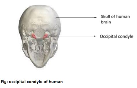 Occipital Condyle Anatomy