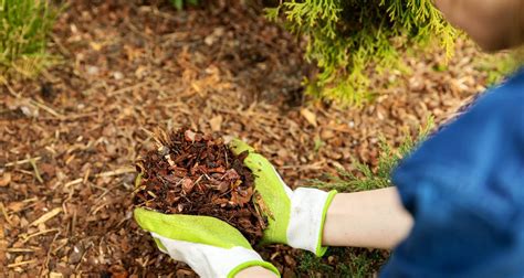 Mulching Techniques For Water Conservation In Xeriscaping In Calgary