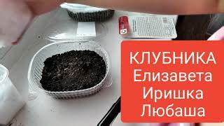 Клубника Любава: отзывы, описание сорта, фото, видео, отзывы ...