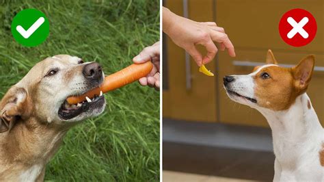 What Should You Never Feed A Dog