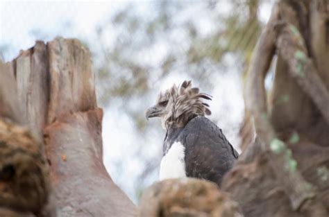 What Do Harpy Eagles Eat Interesting Diet