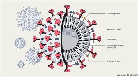 Image 3 Covid Structure