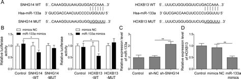 Lncrna Snhg14 Competed With Hoxb13 For Mir 133a Binding A Putative