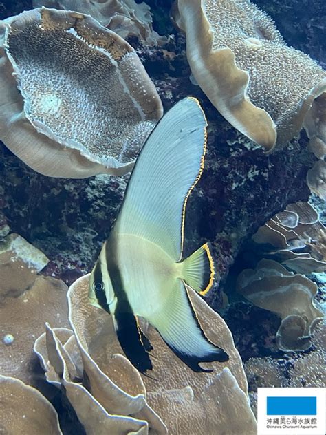 【期間限定のすがた？】 美ら海だより 沖縄美ら海水族館 沖縄の美ら海を、次の世代へ。