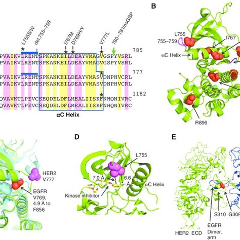 Pdf Activating Her2 Mutations In Her2 Gene Amplification Negative