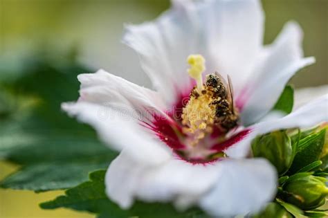 Las Abejas Recogen El Polen En Flores Imagen De Archivo Imagen De