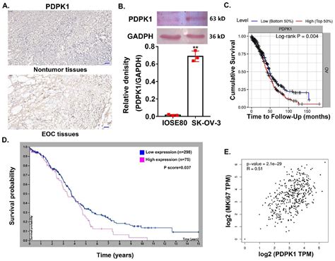 Estrogen Regulates Pdpk1 To Promote Cell Proliferation In Epithelial