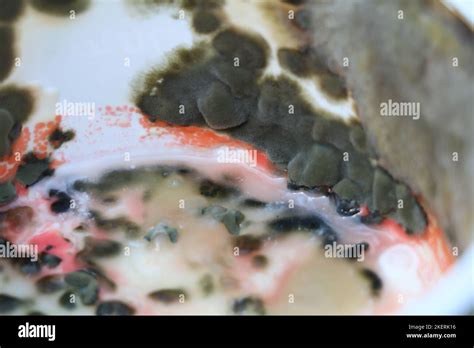 Aureobasidium Pullulans Mold