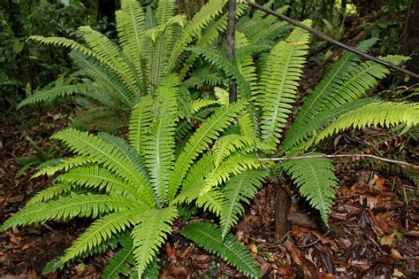 Difference Between Bryophytes And Pteridophytes Definition Structure