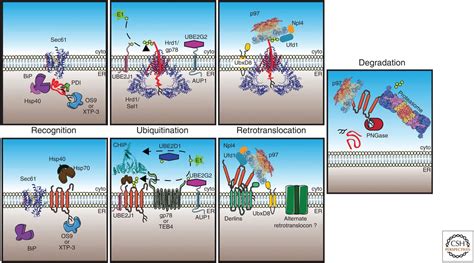 Chaperoning Endoplasmic ReticulumAssociated Degradation ERAD And