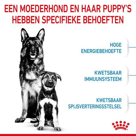 Royal Canin Maxi Starter Mother & Babydog | Bestel | Medpets.nl