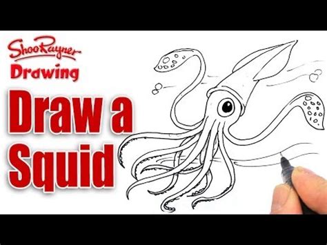 How To Draw A Squid Shoo Rayner
