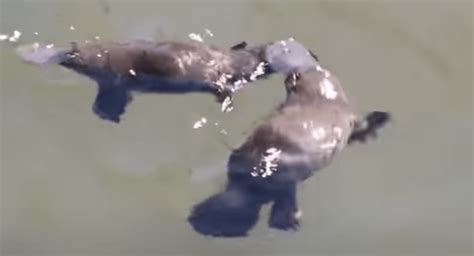 Rare Video Of Platypus Mating Australian Geographic