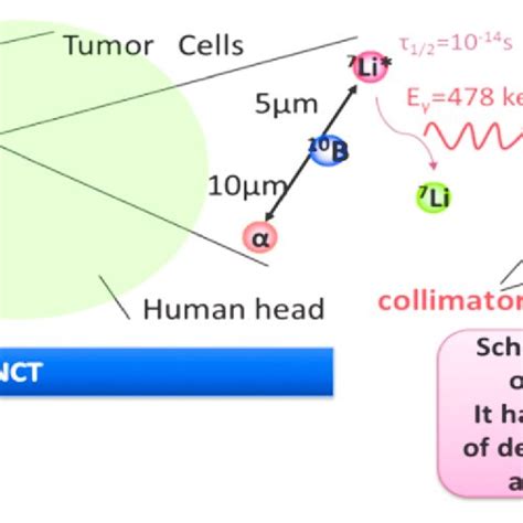 The Principle Of Bnct Spect Download Scientific Diagram